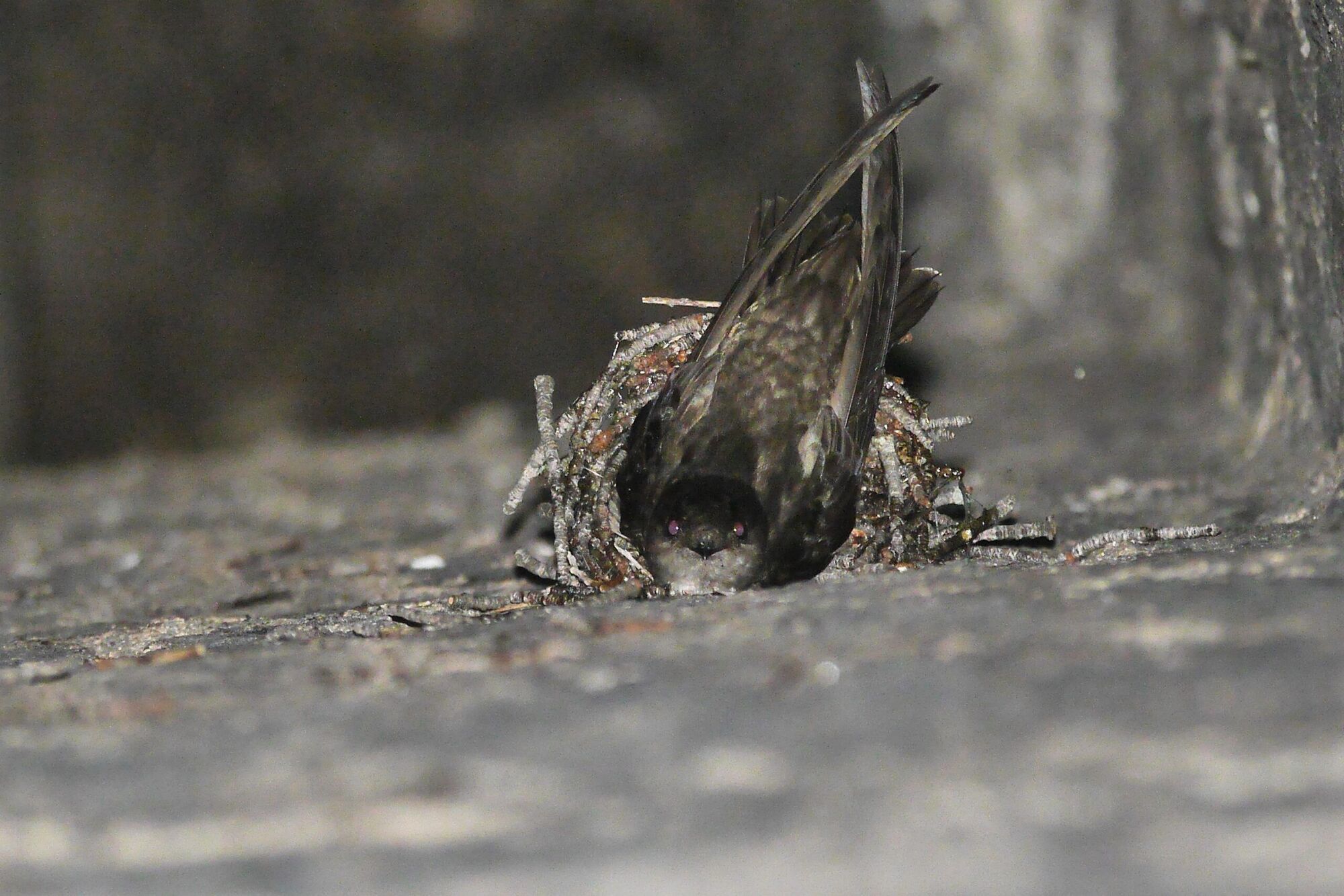 Le Martinet ramoneur, un « cigare» ailé - Journaldesvoisins.com