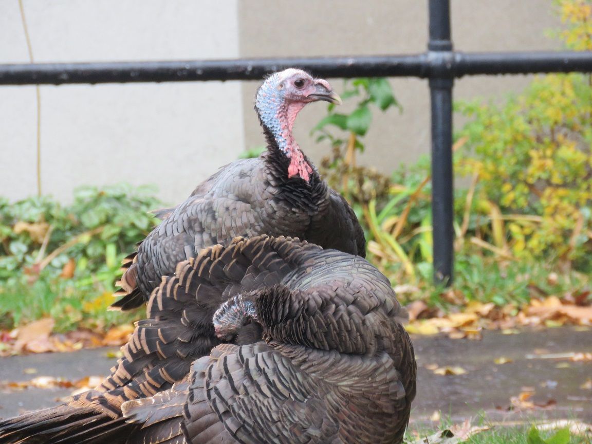 Les dindons sauvages envahissent-ils Ahuntsic-Cartierville ...