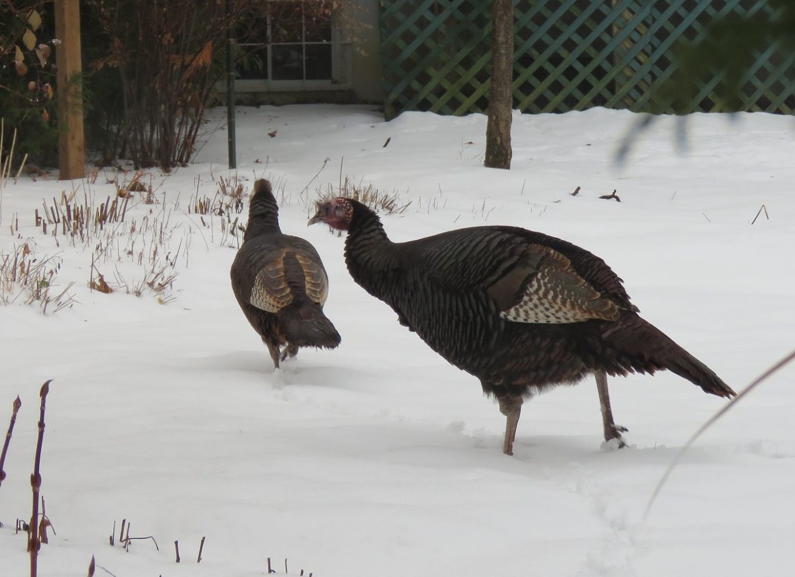 Les dindons sauvages sont de retour - Journaldesvoisins.com