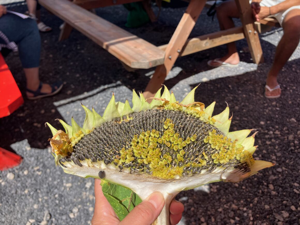 Les tournesols de la Prairie Louvain, un projet signature du District ...