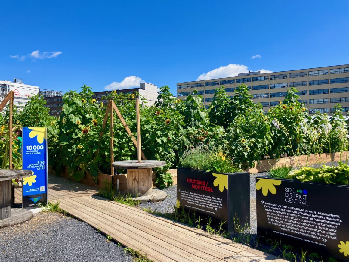 Les tournesols de la Prairie Louvain, un projet signature du District ...