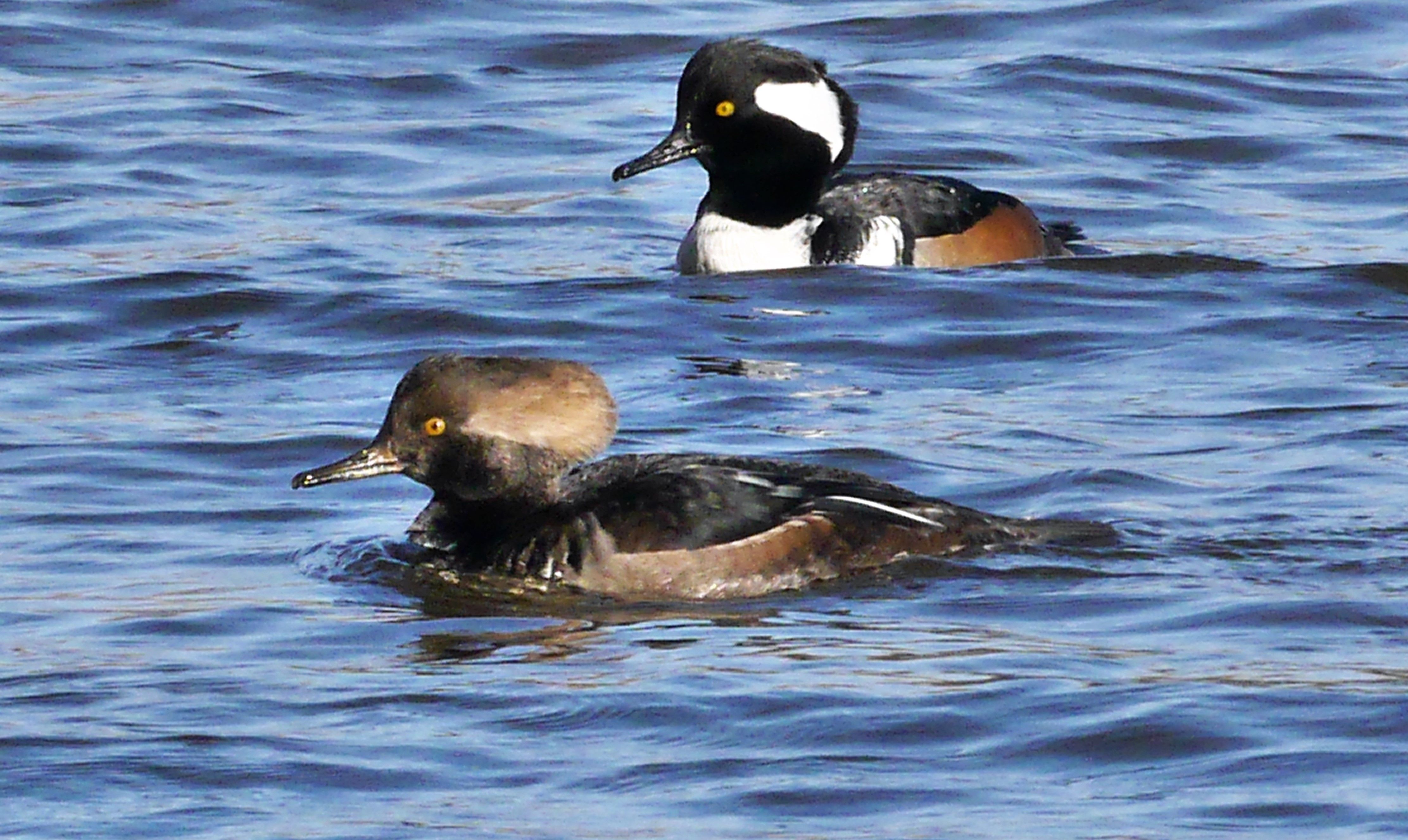 Connaissez-vous le harle couronné?