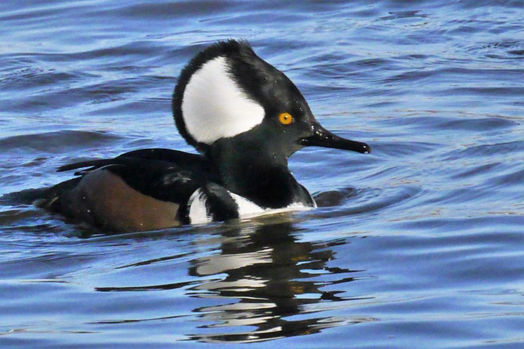 Connaissez-vous le harle couronné?