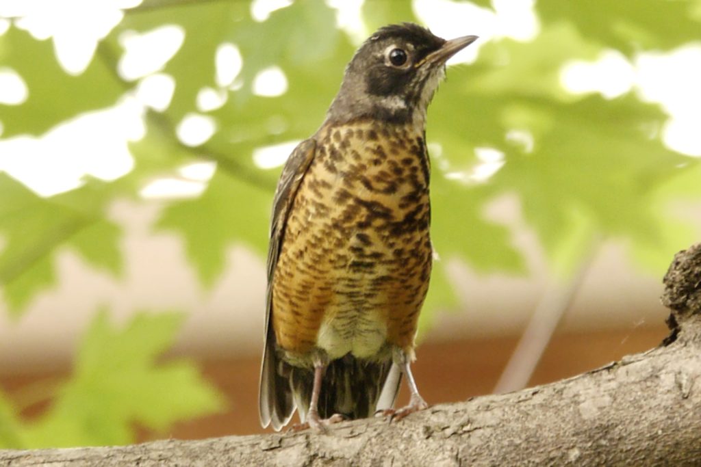 Le Merle d'Amérique - Journaldesvoisins.com