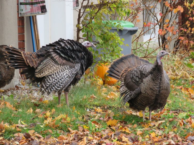 Des dindons dans votre cour? - Journaldesvoisins.com