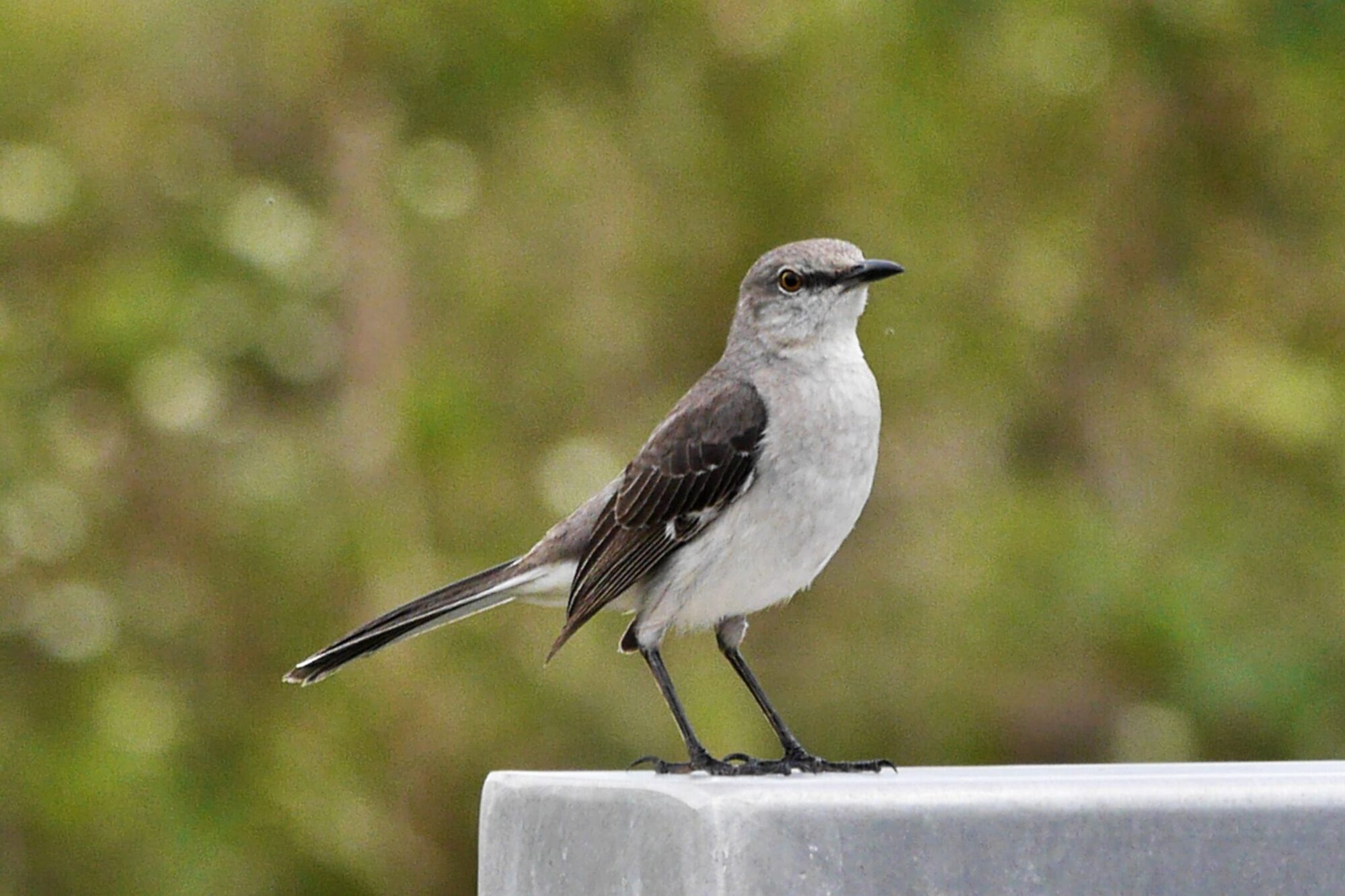 Le Moqueur polyglotte, un virtuose de l'imitation - Journaldesvoisins.com
